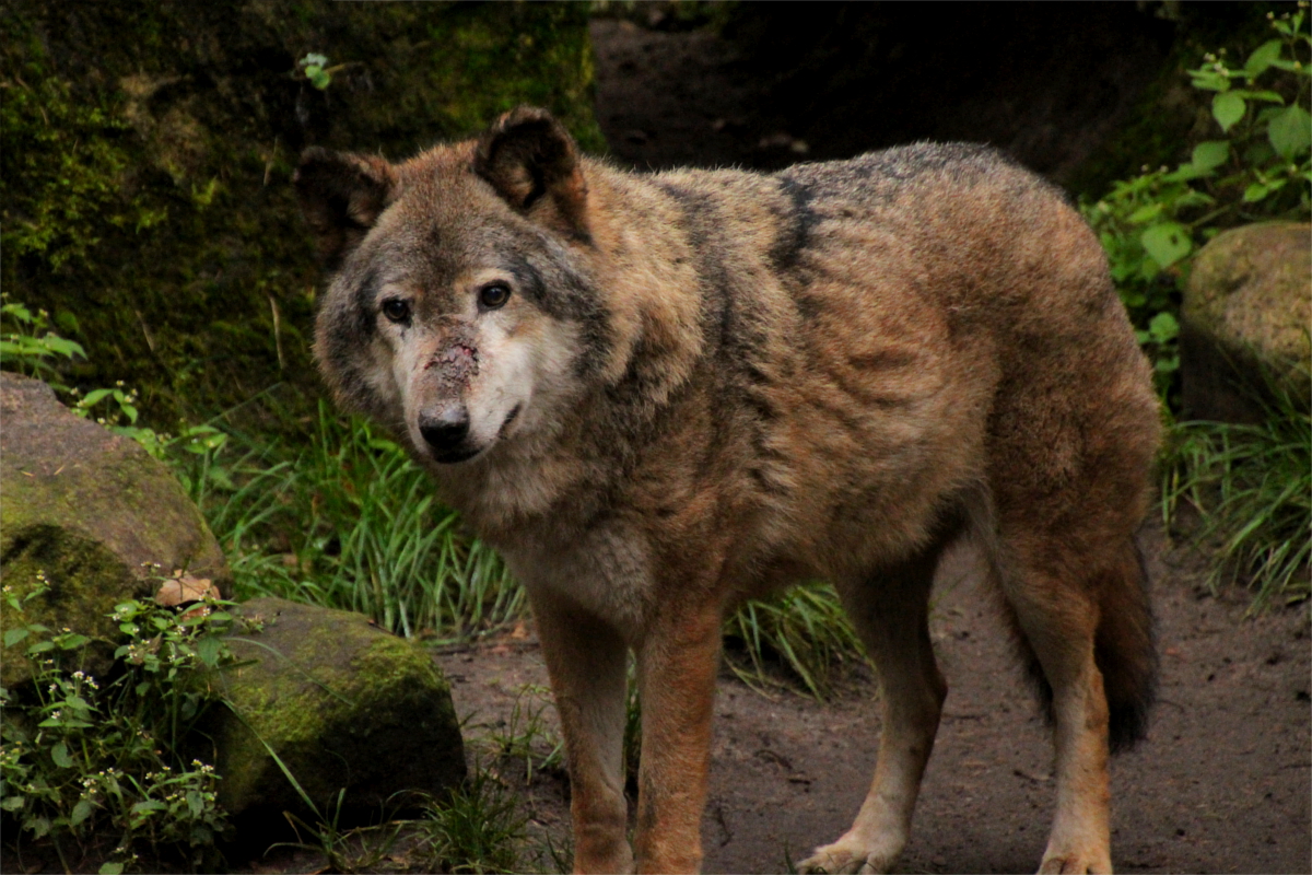 Dawnthieves - Galleries - Category: 2014 - Image: Neumuenster1411LinaT ...