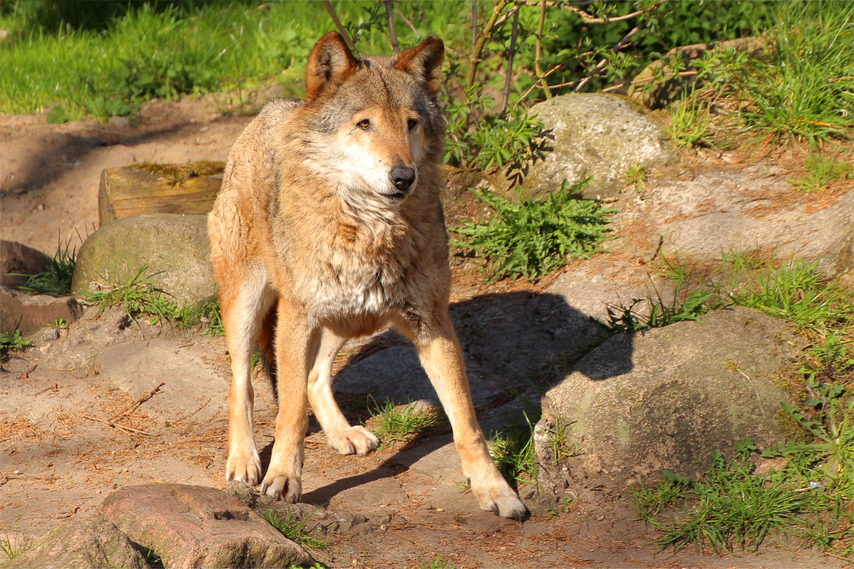 Dawnthieves - Galleries - Category: 2015 - Image: Neumue1504LinaT_Tinka-12