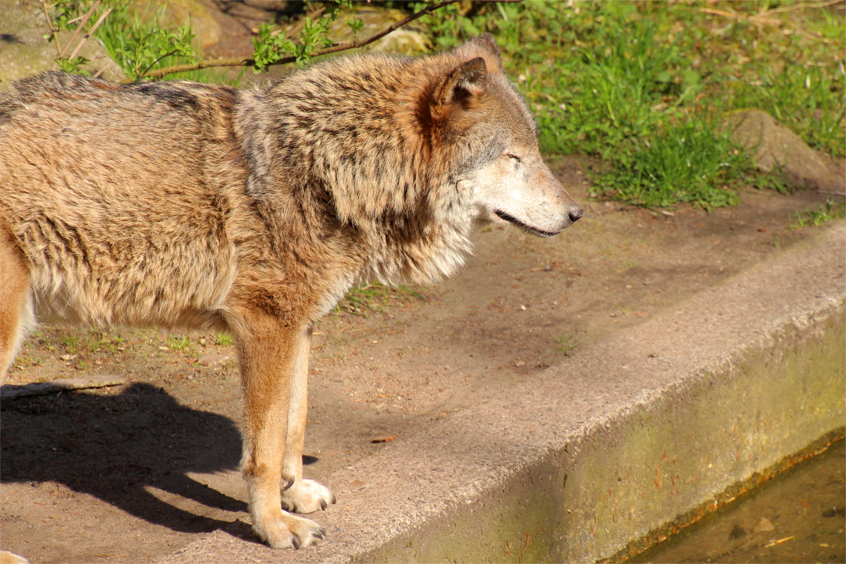 Dawnthieves - Galleries - Category: 2015 - Image: Neumue1504LinaT_Tinka-17