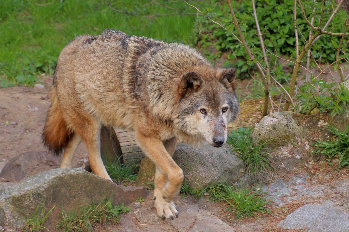 Dawnthieves - Galleries - Category: 2015 - Image: Neumue1504LinaT_Tinka-17