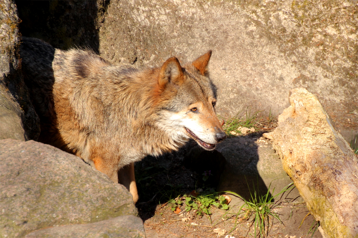 Dawnthieves - Galleries - Category: 2015 - Image: Neumue1504LinaT_Tinka-17