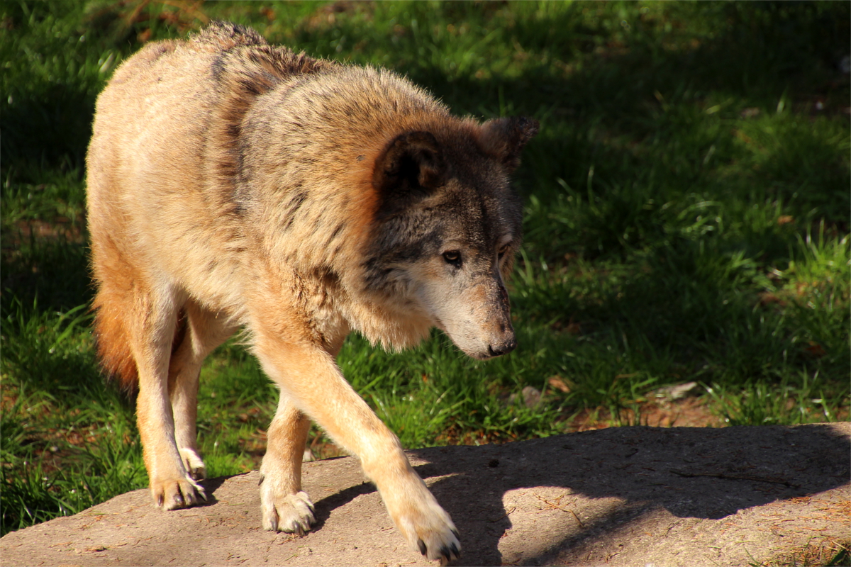 Dawnthieves - Galleries - Category: 2015 - Image: Neumue1504LinaT_Tinka-12