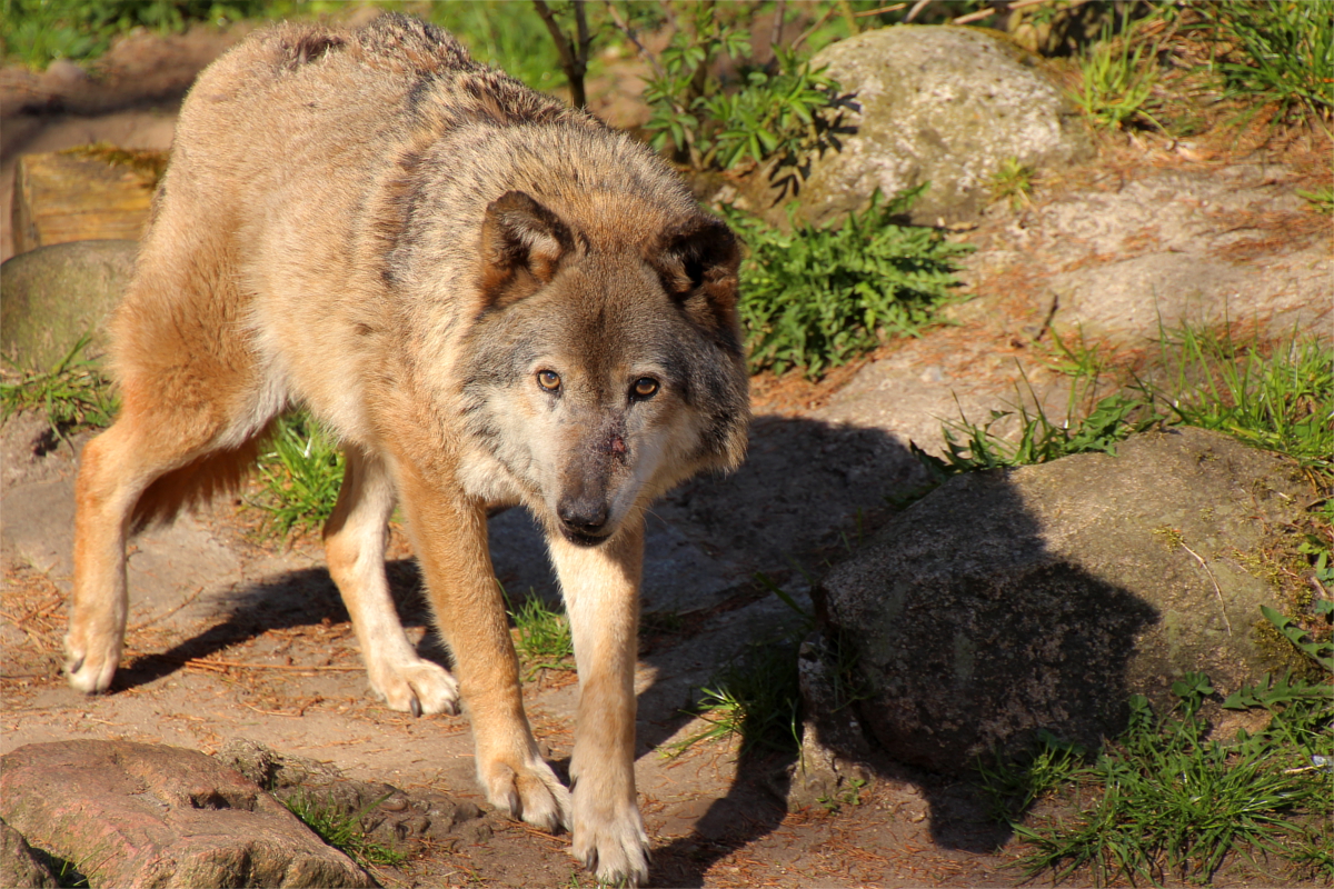 Dawnthieves - Galleries - Category: 2015 - Image: Neumue1504LinaT_Tinka-12