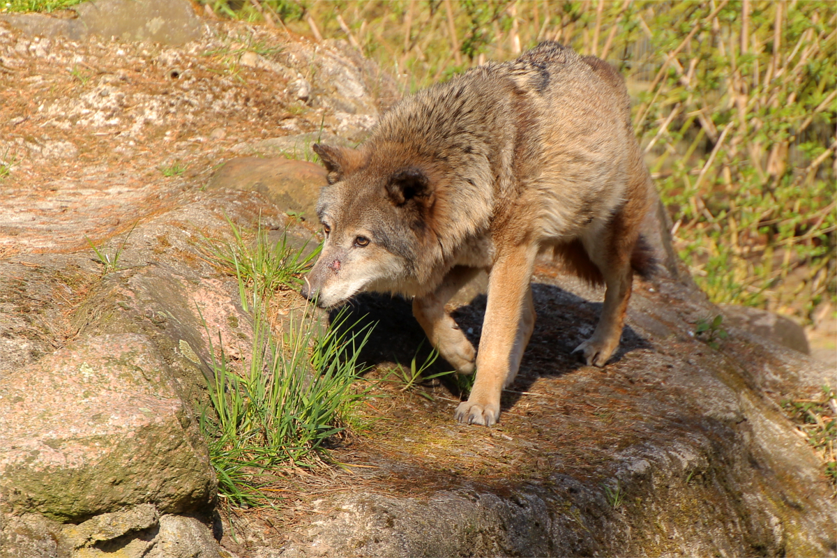 Dawnthieves - Galleries - Category: 2015 - Image: Neumue1504LinaT_Tinka-12