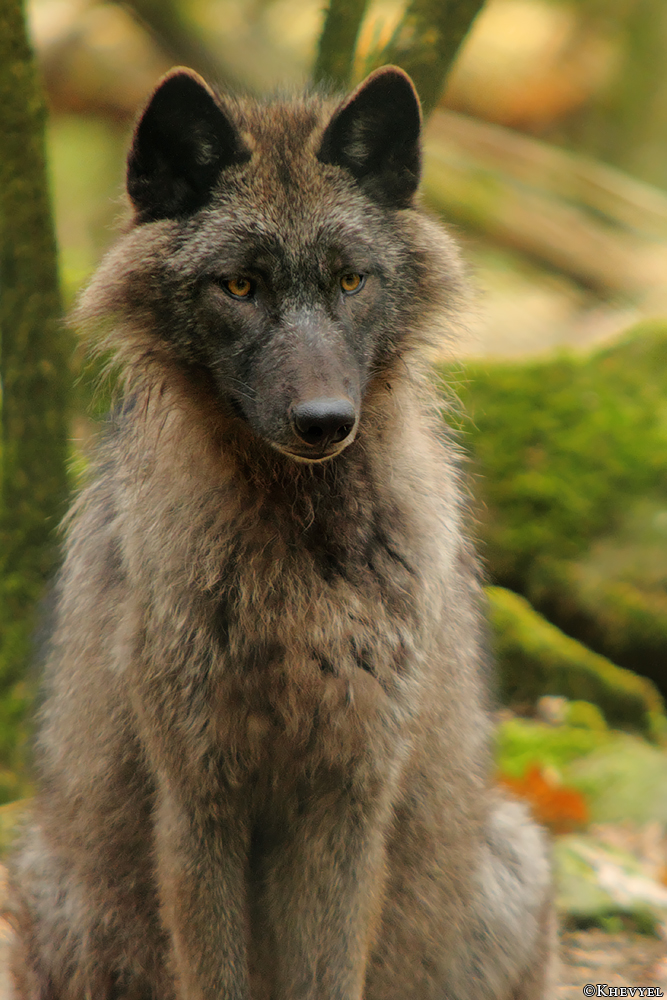 Dawnthieves - Red Foxes - Category: Black - Image: Pup12m12EderseeKati ...