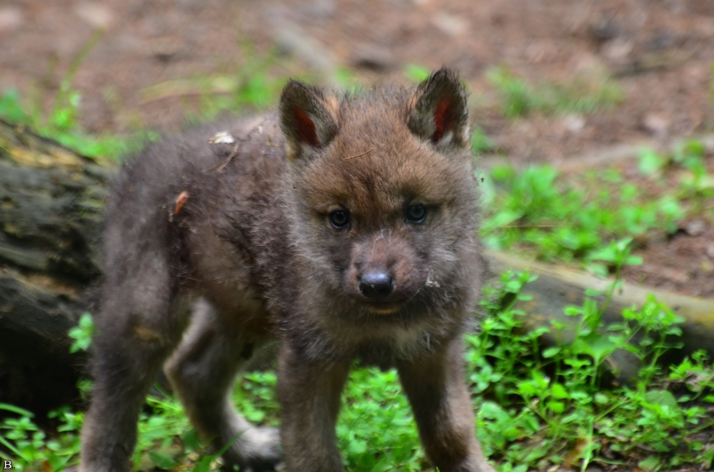 Dawnthieves - Red Foxes - Category: Brown & Grey - Image ...