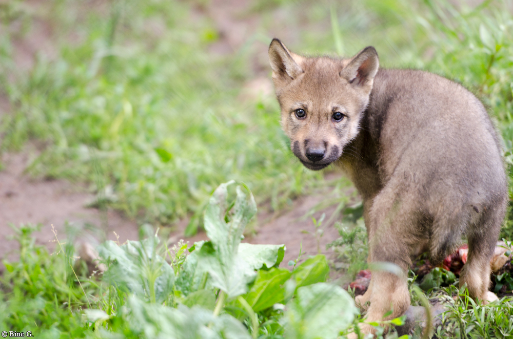Dawnthieves - Red Foxes - Category: Brown & Grey - Image ...