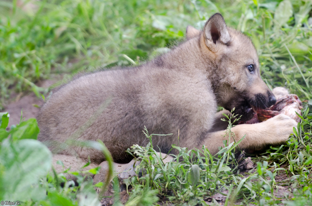 Dawnthieves - Red Foxes - Category: Brown & Grey - Image ...
