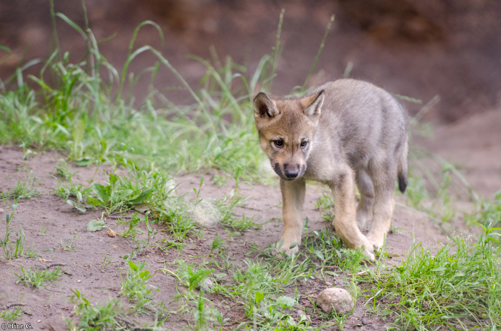 Dawnthieves - Red Foxes - Category: Brown & Grey - Image ...
