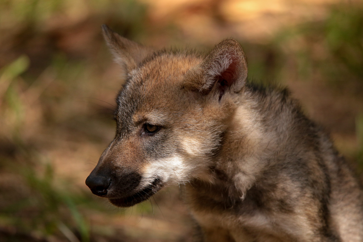 Dawnthieves - Eurasian Wolves - Category: Brown & Grey - Image ...