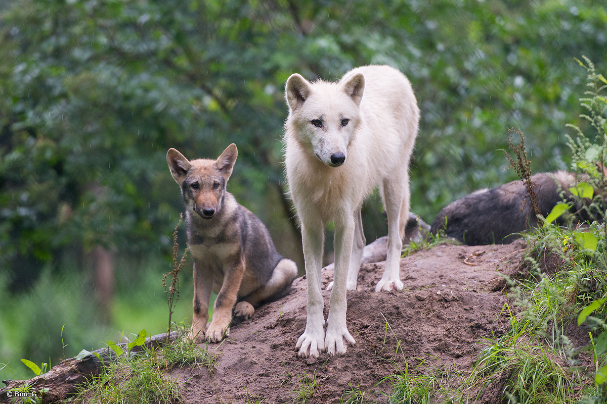 Dawnthieves - Red Foxes - Category: Brown & Grey - Image ...