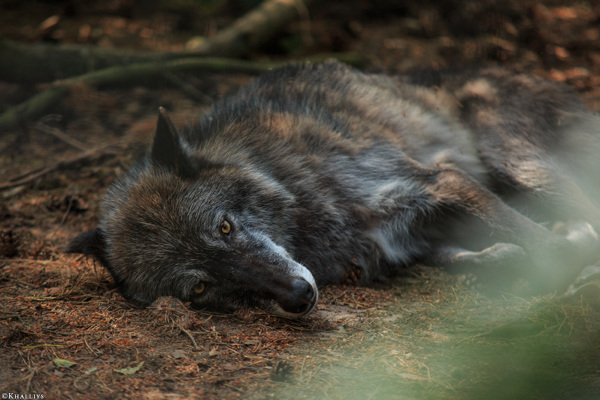 Dawnthieves - Red Foxes - Category: 2015 - Image: Saerbeck1510Kati_Inka-11