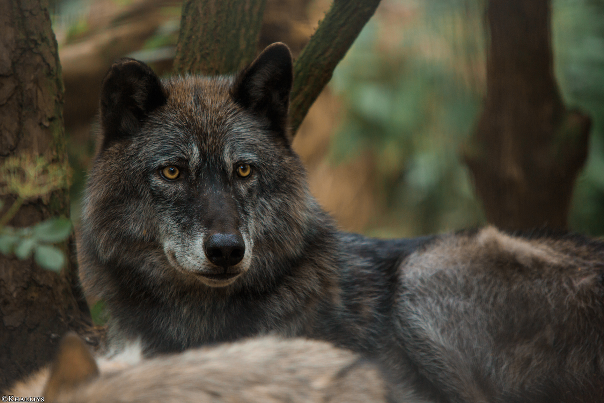 Dawnthieves - Galleries - Category: 2015 - Image: Saerbeck1510Kati_Inka-06