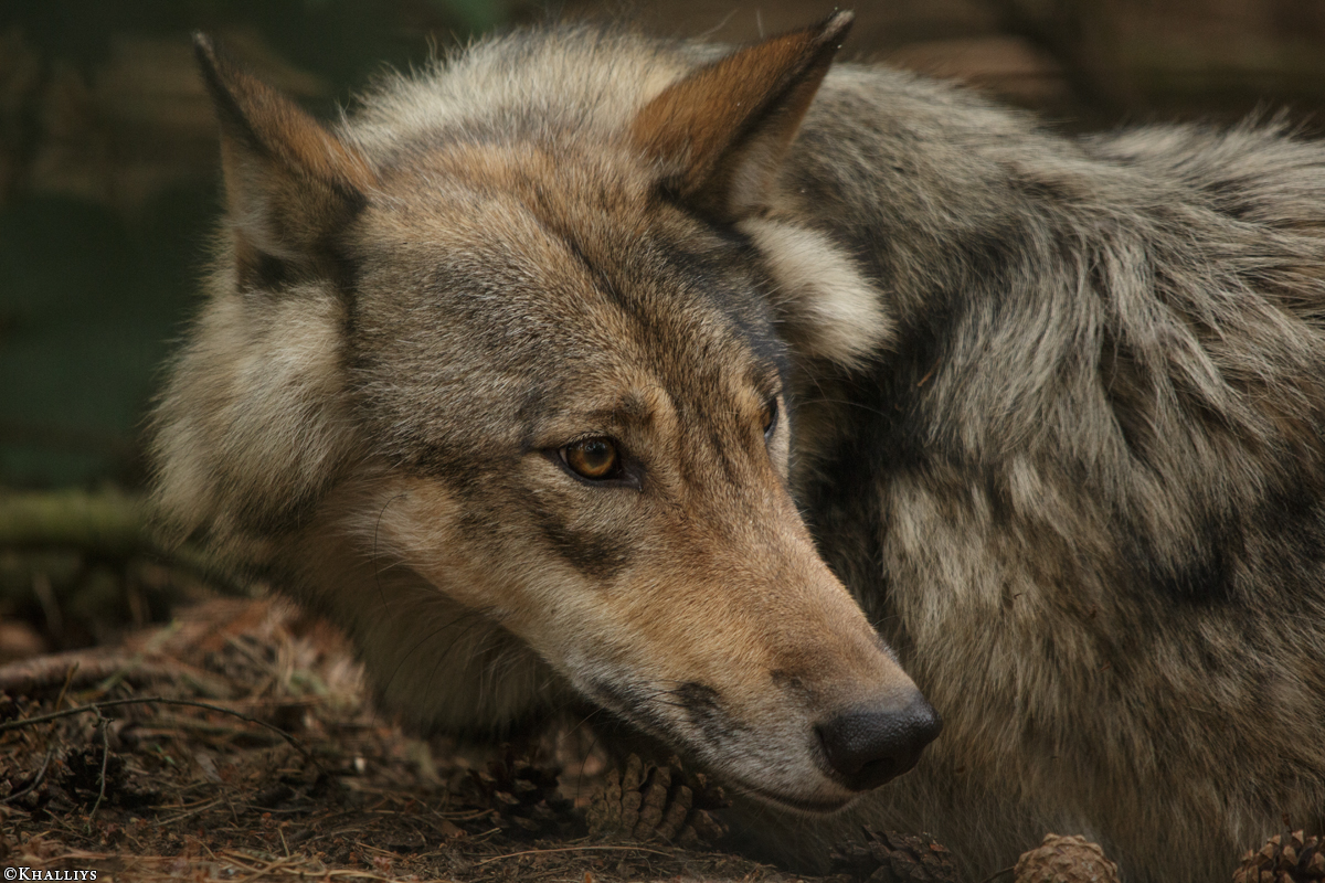 Dawnthieves - Galleries - Category: 2015 - Image: Saerbeck1510Kati_Inka-06