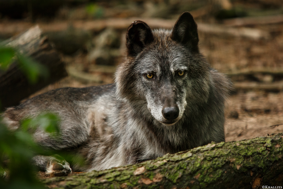 Dawnthieves - Red Foxes - Category: 2015 - Image: Saerbeck1510Kati_Inka-11