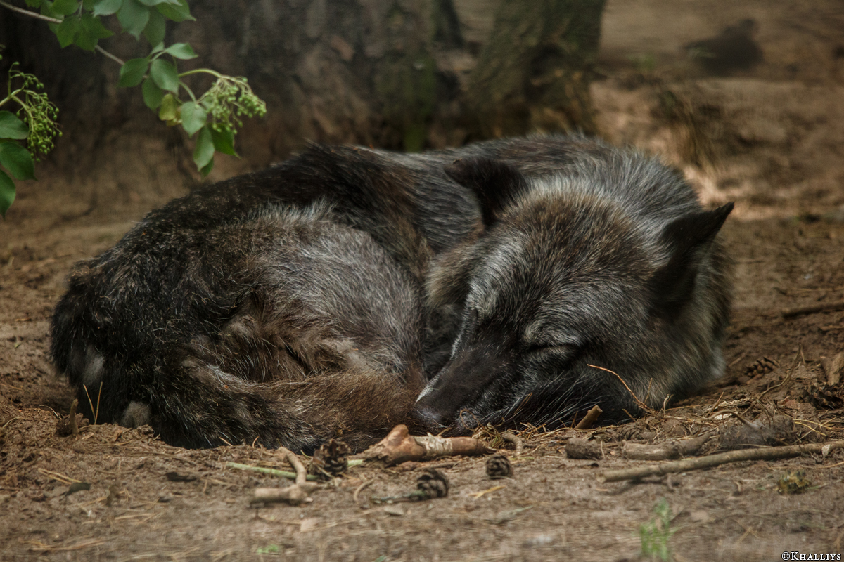 Dawnthieves - Red Foxes - Category: 2015 - Image: Saerbeck1510Kati_Inka-11