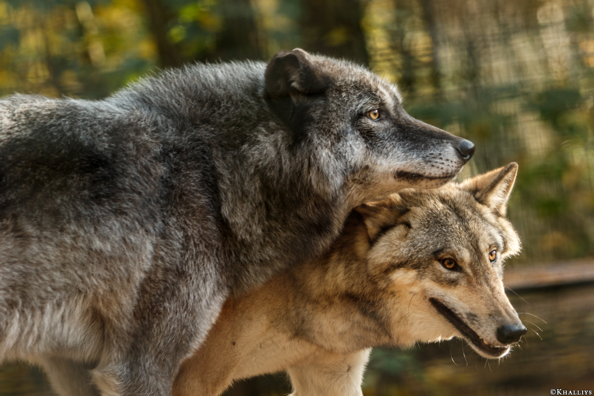 Dawnthieves - Red Foxes - Category: 2015 - Image: Saerbeck1510Kati_Inka-11