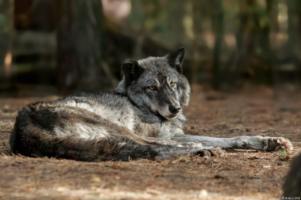 Dawnthieves - Red Foxes - Category: 2015 - Image: Saerbeck1510Kati_Inka-11