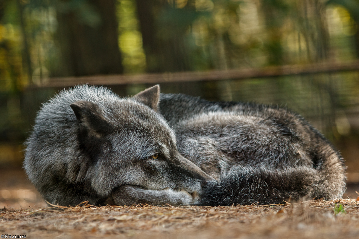 Dawnthieves - Red Foxes - Category: 2015 - Image: Saerbeck1510Kati_Inka-11