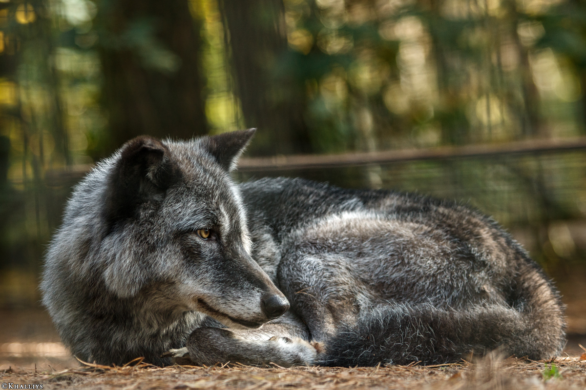 Dawnthieves - Red Foxes - Category: 2015 - Image: Saerbeck1510Kati_Inka-11