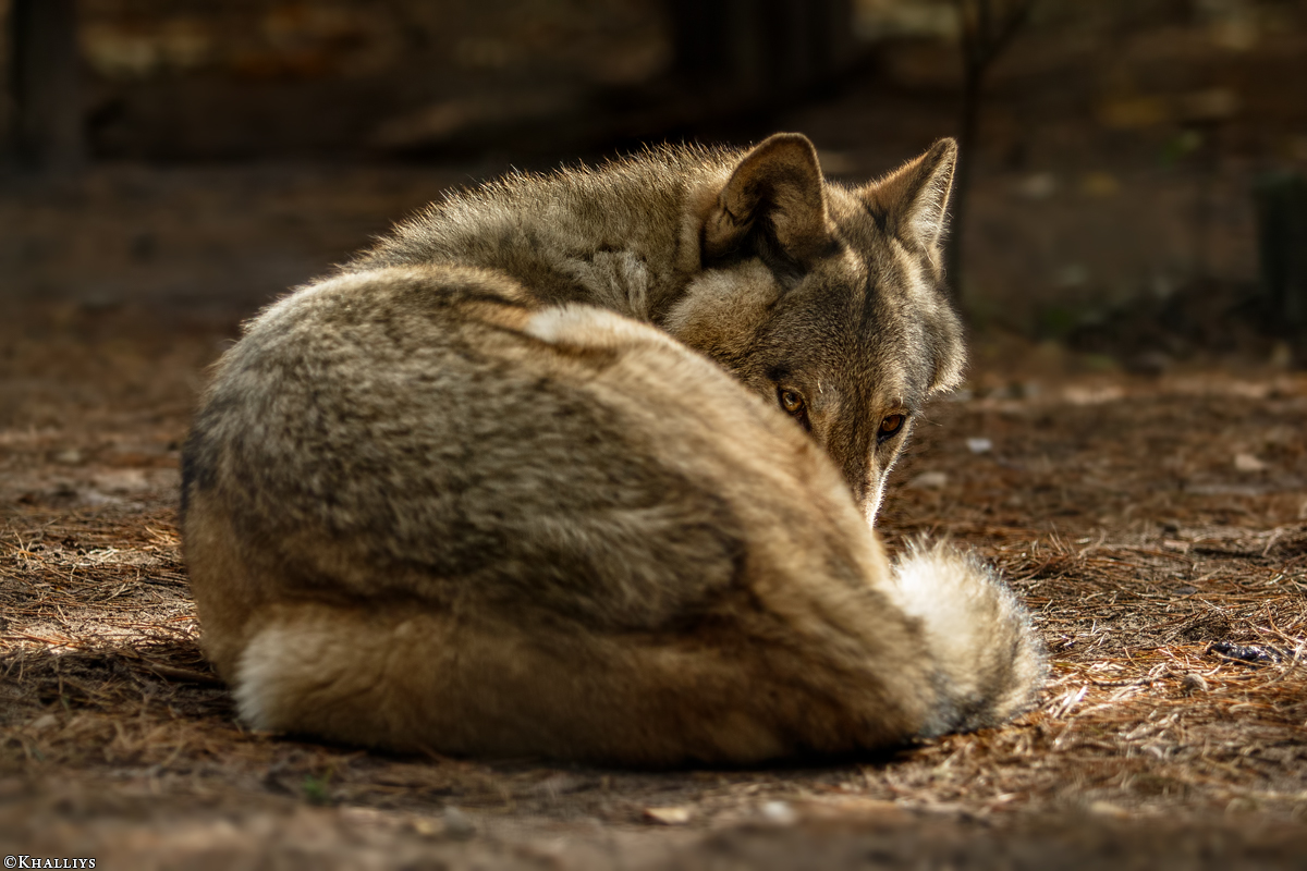 Dawnthieves - Red Foxes - Category: 2015 - Image: Saerbeck1510Kati_Inka-11