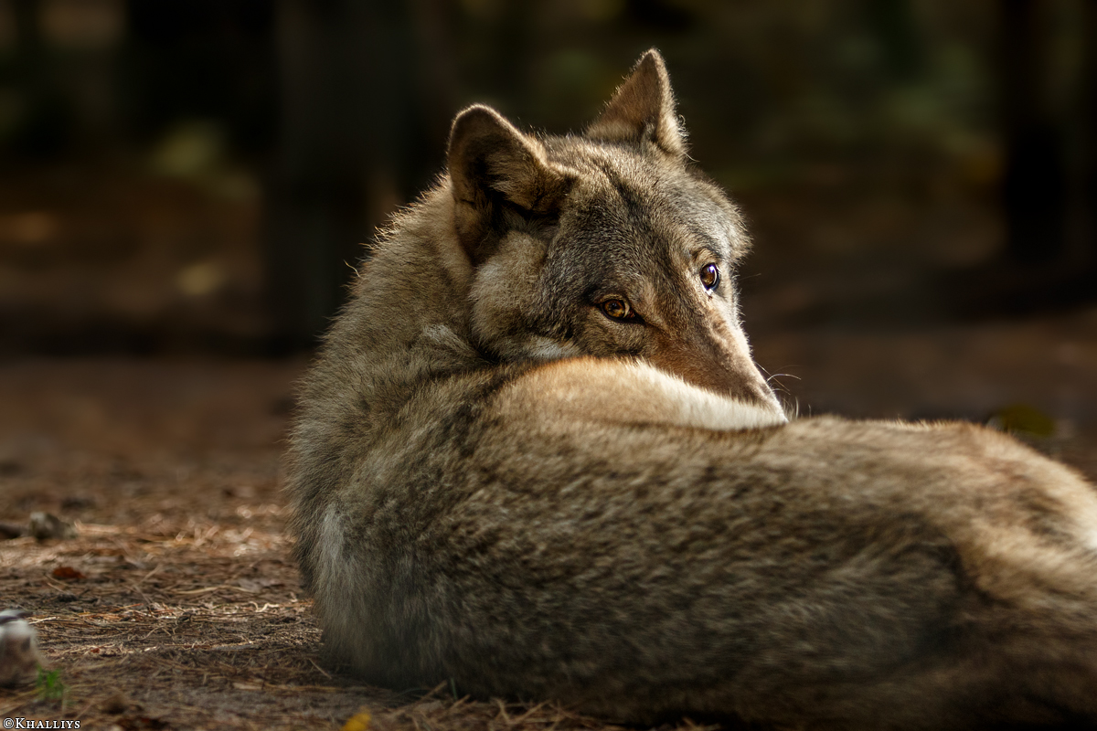 Dawnthieves - Red Foxes - Category: 2015 - Image: Saerbeck1510Kati_Inka-11