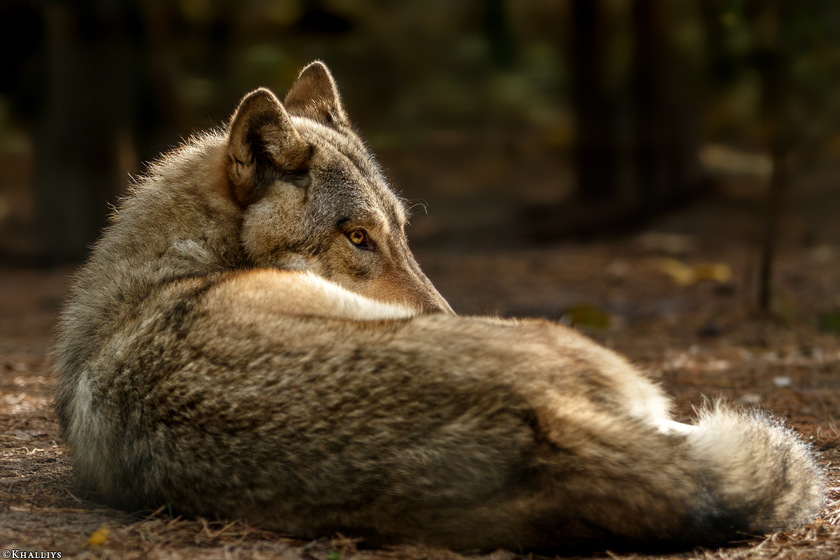 Dawnthieves - Red Foxes - Category: 2015 - Image: Saerbeck1510Kati_Inka-11