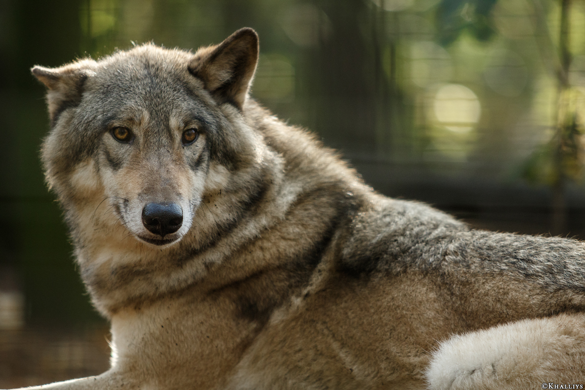 Dawnthieves - Red Foxes - Category: 2015 - Image: Saerbeck1510Kati_Inka-11