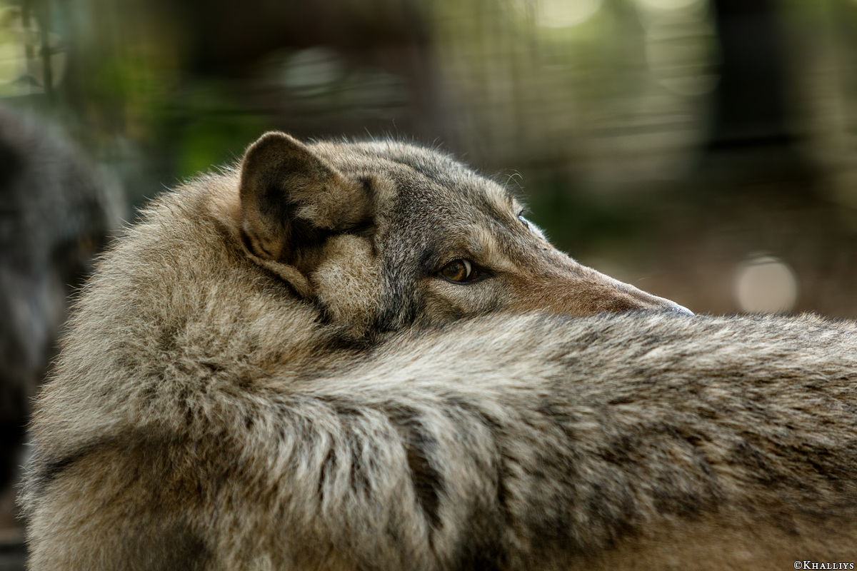 Dawnthieves - Red Foxes - Category: 2015 - Image: Saerbeck1510Kati_Inka-11