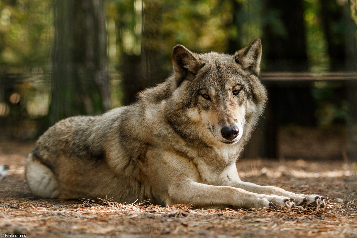 Dawnthieves - Red Foxes - Category: 2015 - Image: Saerbeck1510Kati_Inka-11