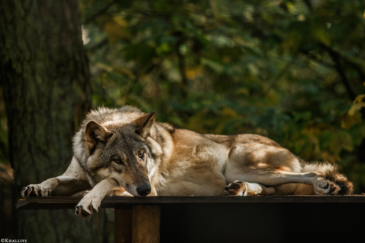 Dawnthieves - Red Foxes - Category: 2015 - Image: Saerbeck1510Kati_Inka-11