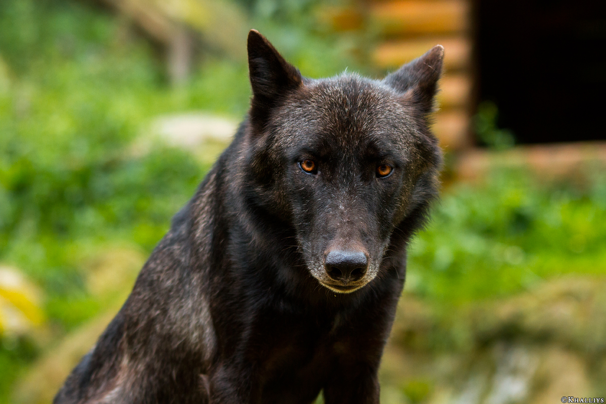 Dawnthieves - Red Foxes - Category: 2014 - Image: luneburg1506lina-aiyan-04
