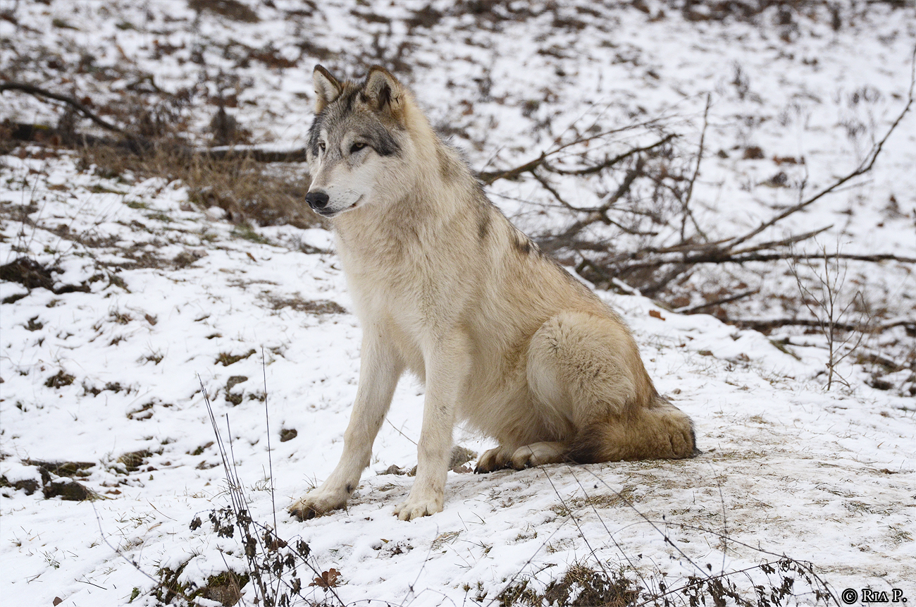 Dawnthieves - Galleries - Category: 2012 - Image ...