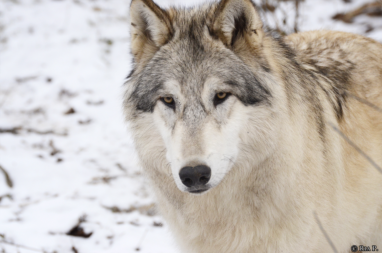 Dawnthieves - Galleries - Category: 2012 - Image ...