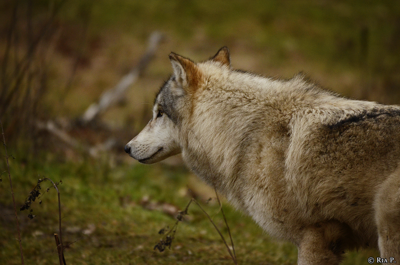 Dawnthieves - Galleries - Category: 2014 - Image ...