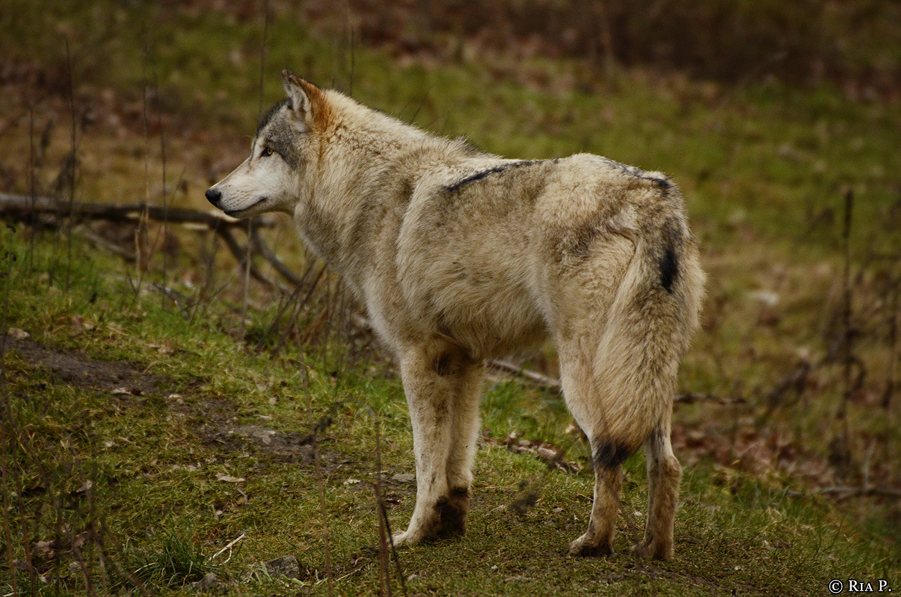 Dawnthieves - Wolf Science Center - Category: 2014 - Image ...