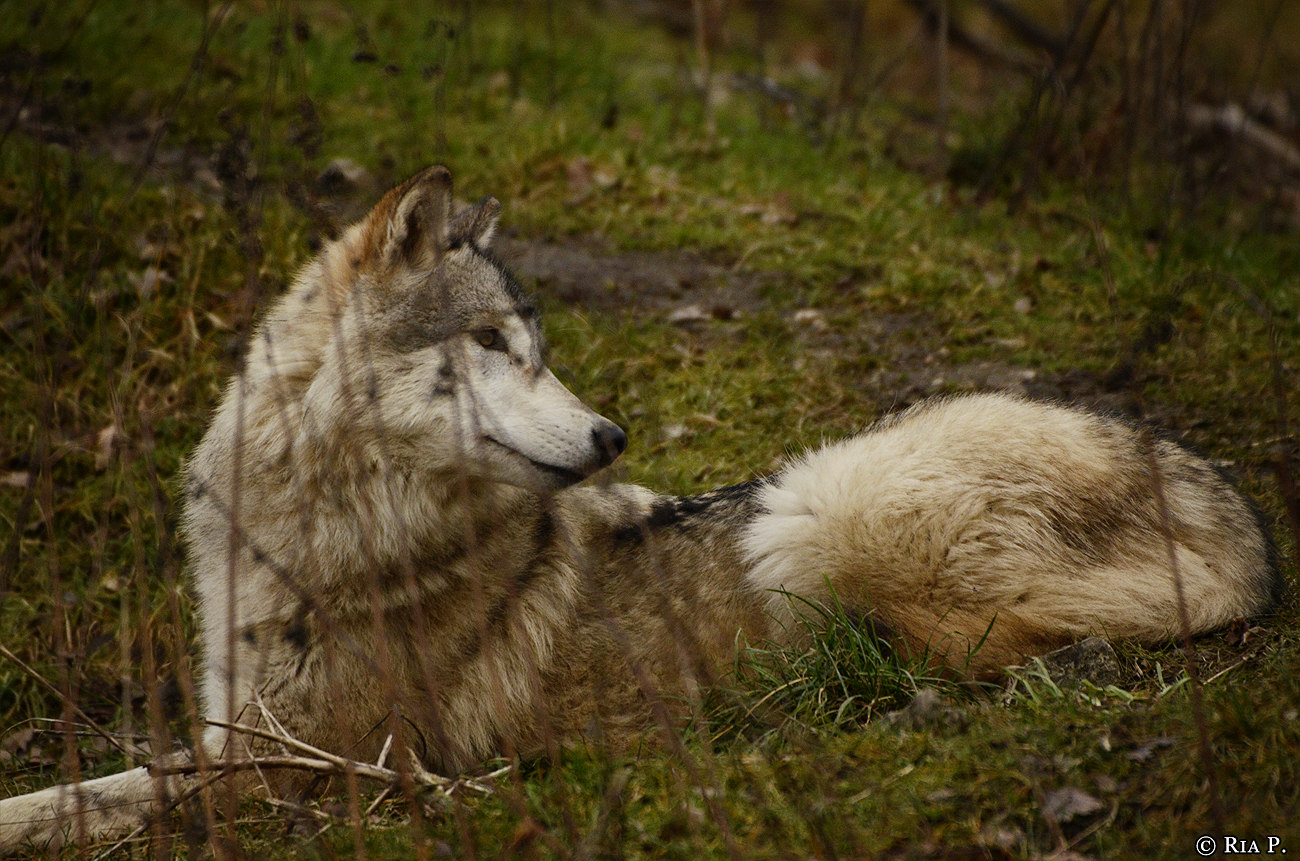 Dawnthieves - Galleries - Category: 2014 - Image ...