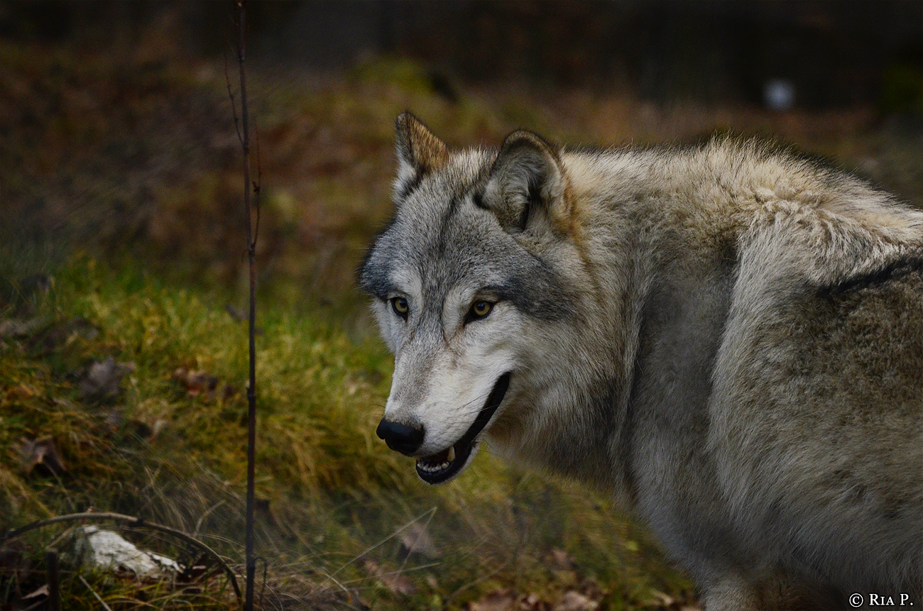 Dawnthieves - Galleries - Category: 2014 - Image ...