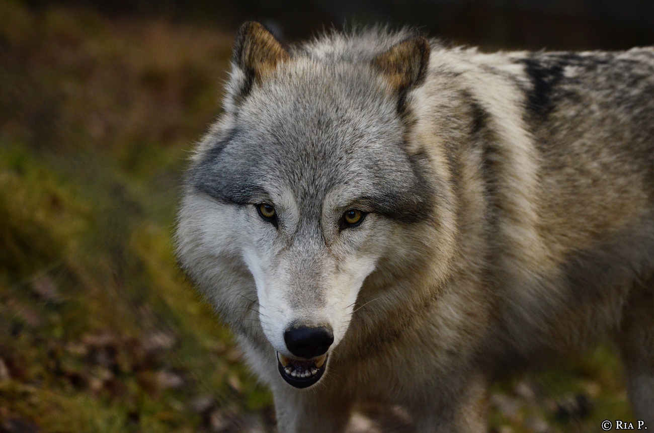 Dawnthieves - Galleries - Category: 2014 - Image ...