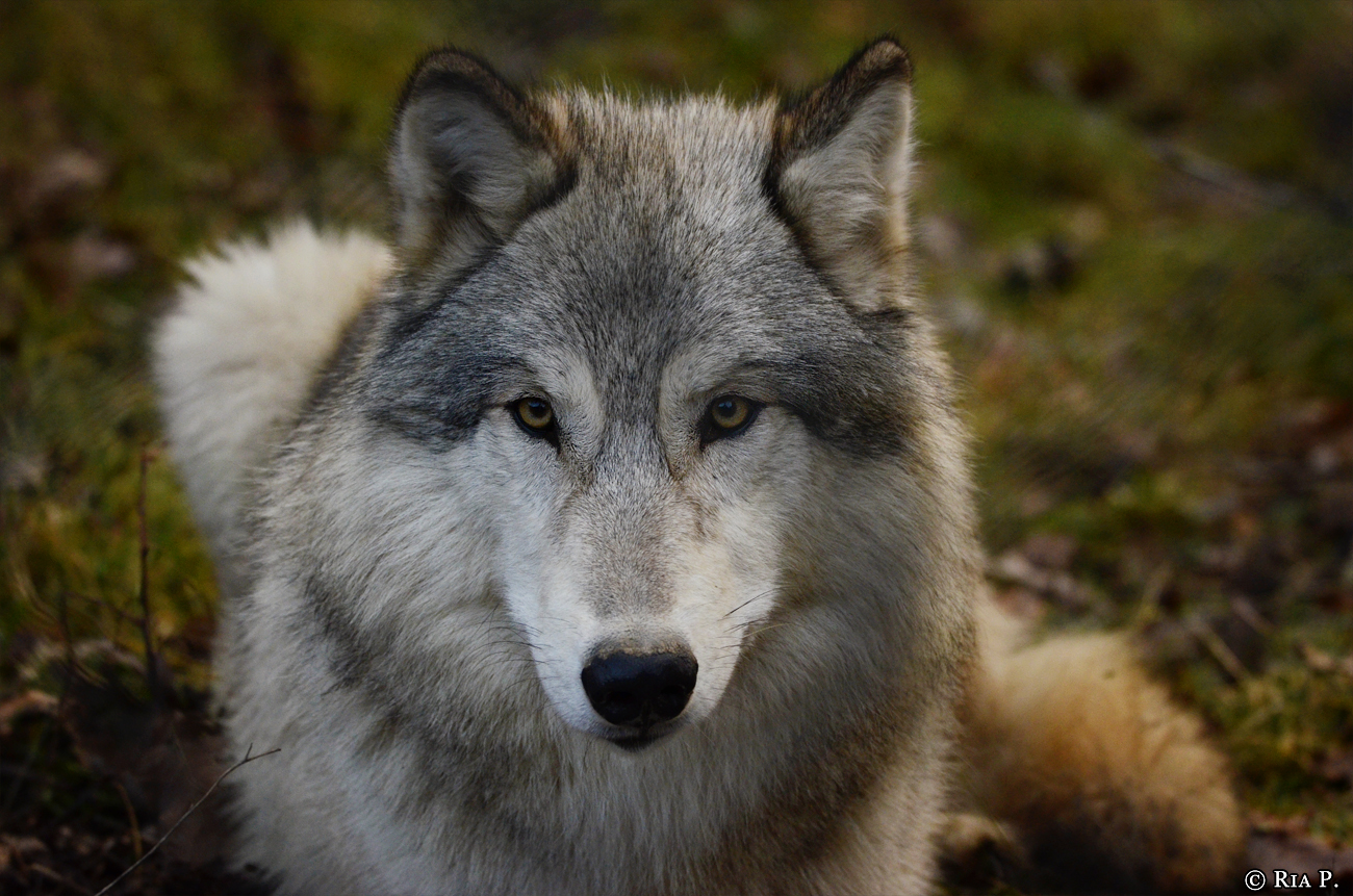 Dawnthieves - Galleries - Category: 2014 - Image ...