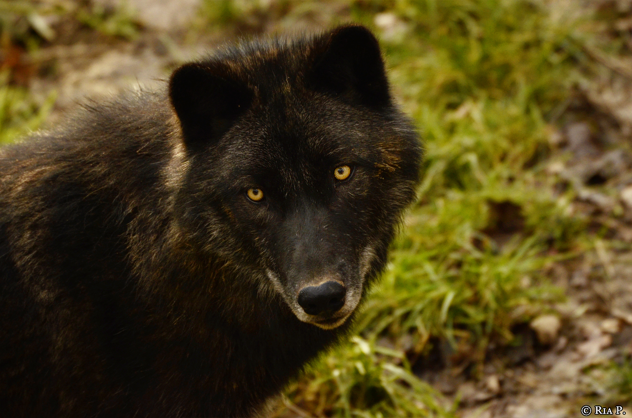 Dawnthieves - Galleries - Category: 2014 - Image ...