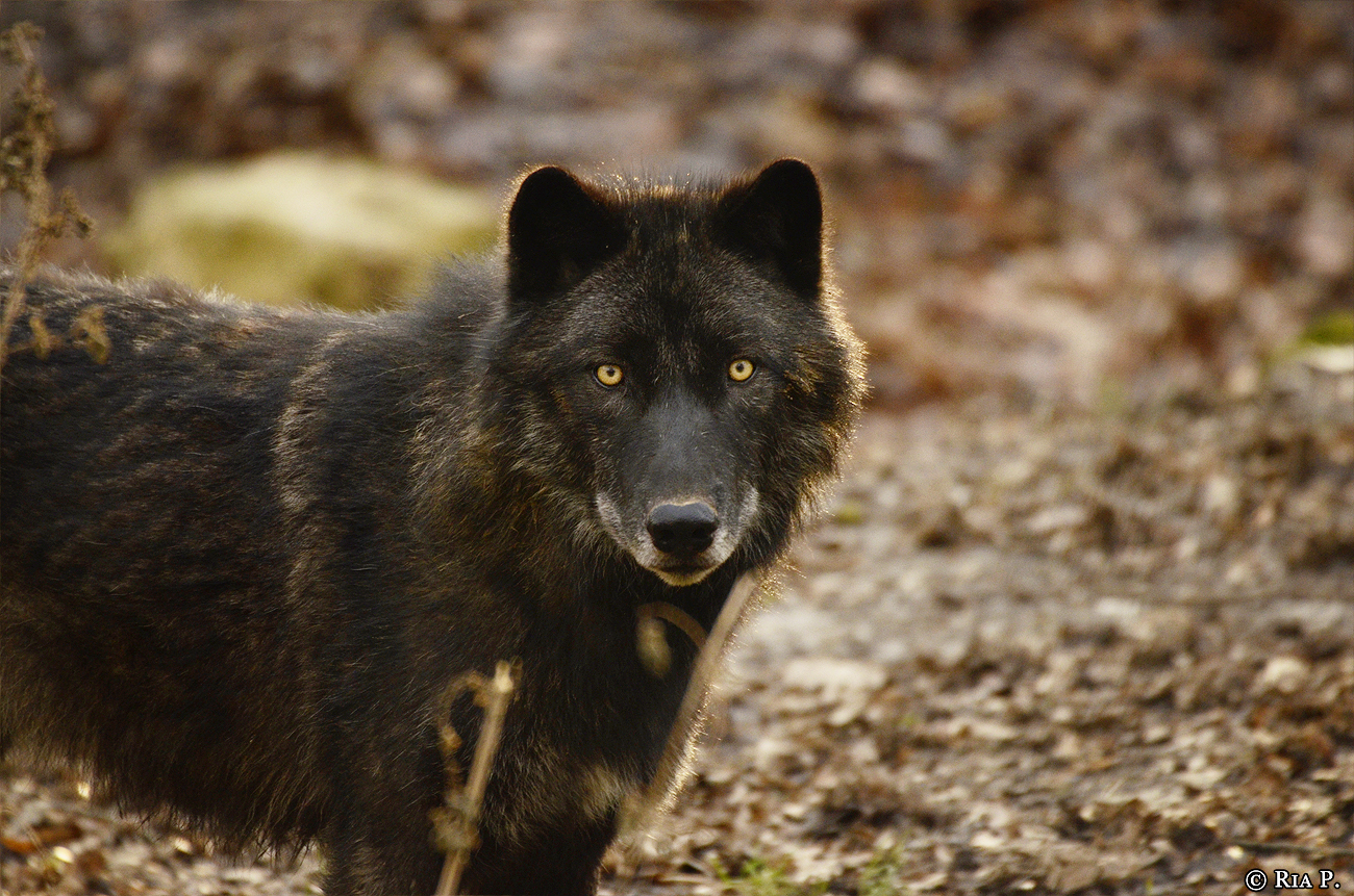 Dawnthieves - Galleries - Category: 2014 - Image ...