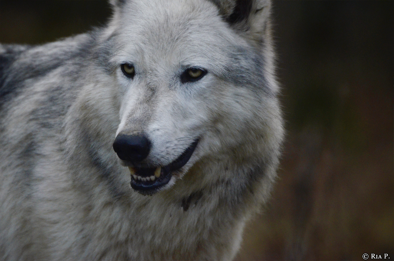 Dawnthieves - Red Foxes - Category: 2014 - Image ...