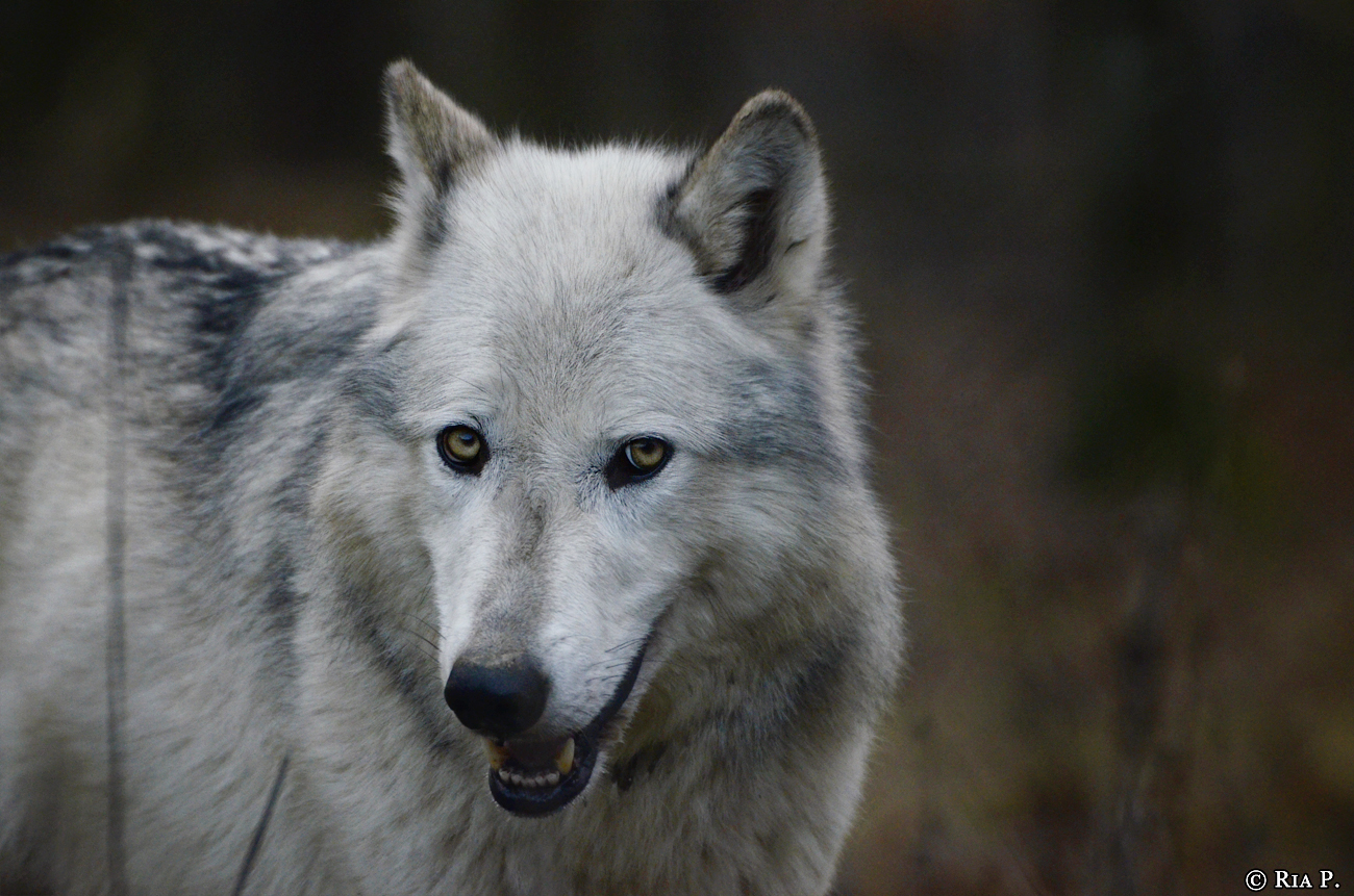 Dawnthieves - Red Foxes - Category: 2014 - Image ...