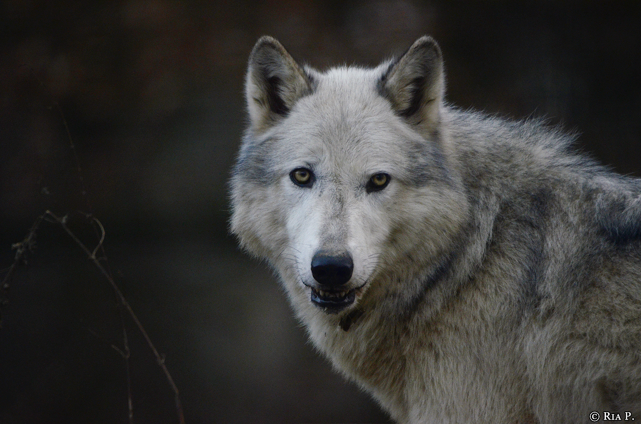 Dawnthieves - Red Foxes - Category: 2014 - Image ...