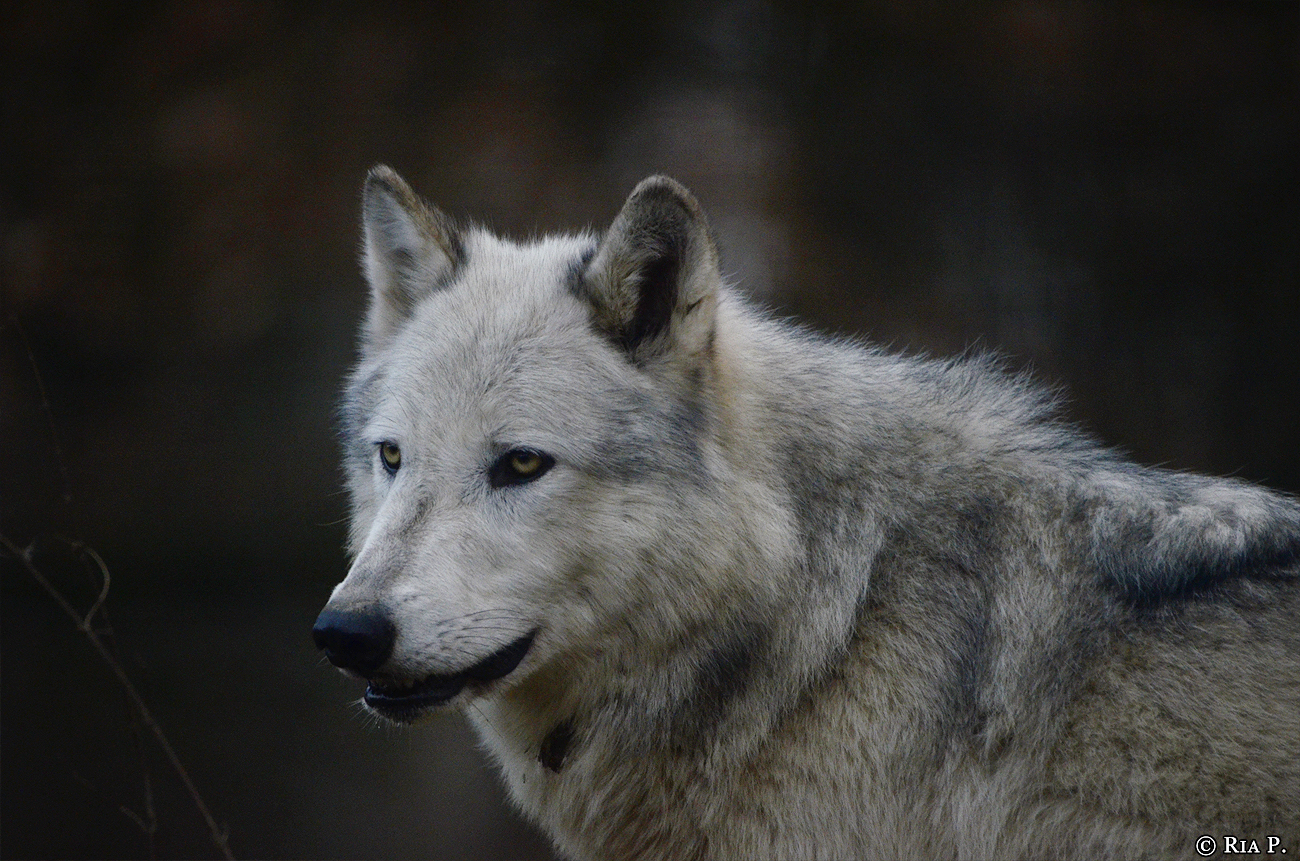 Dawnthieves - Red Foxes - Category: 2014 - Image ...