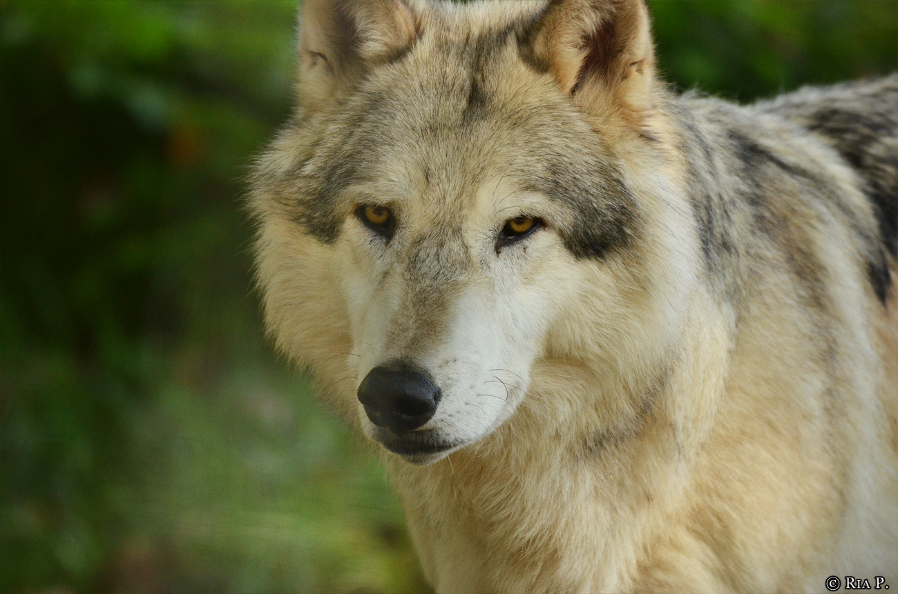 Dawnthieves - Galleries - Category: 2014 - Image ...