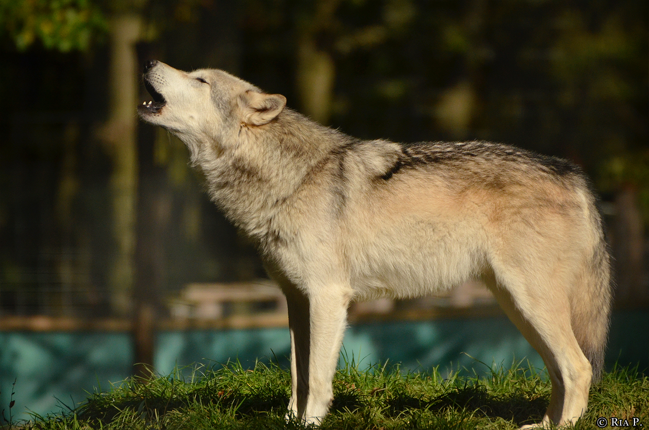 Dawnthieves - Galleries - Category: 2014 - Image ...