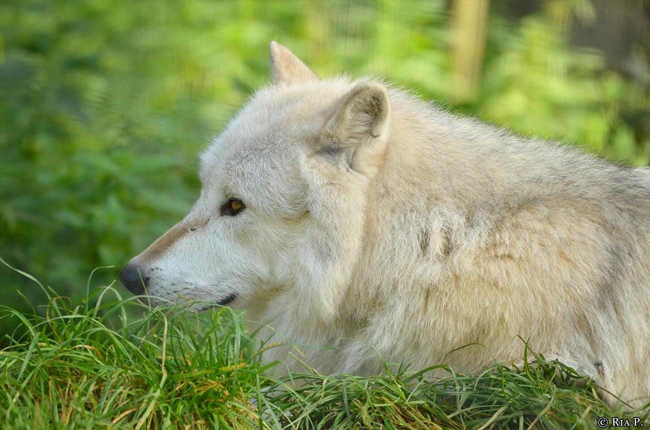 Dawnthieves - Galleries - Category: 2014 - Image ...