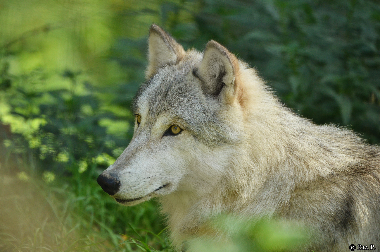 Dawnthieves - Galleries - Category: 2014 - Image ...